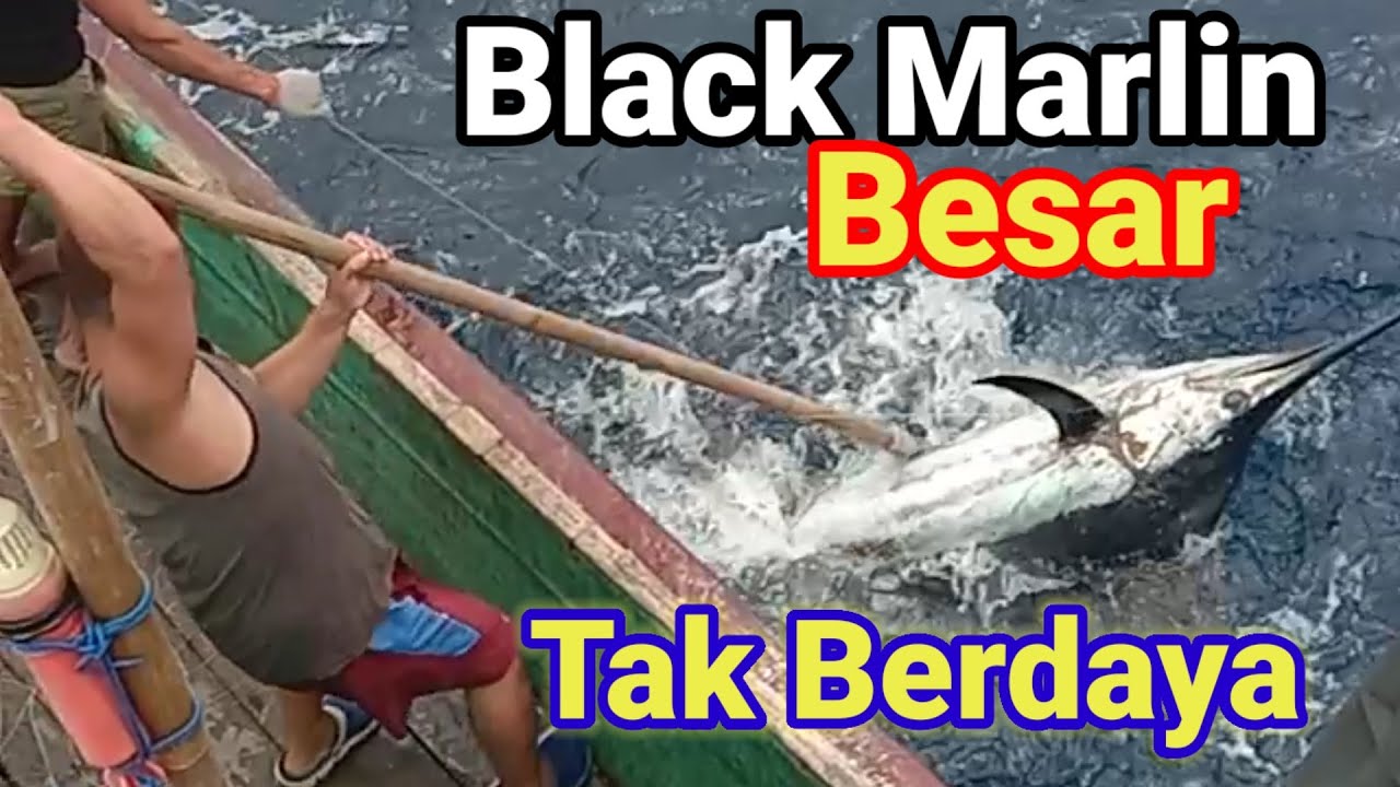 Ikan marlin besar tanpa perlawanan || black marlin ikan laut dalam ...