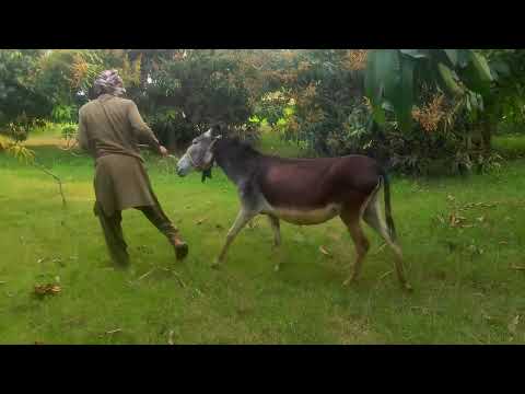 I Tried to Meet a Donkey… What Happened Next Shocked Me 😱” #trending #viral #donkey #animals ♥️♥️♥️