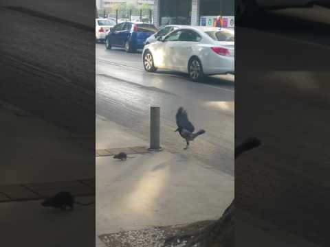 Farenin Kargalarla Savaşı :)