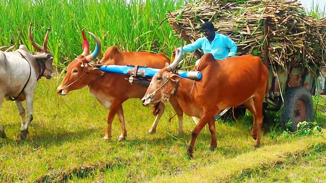 agriculture life | cultural experience | farm animals | farm life ...