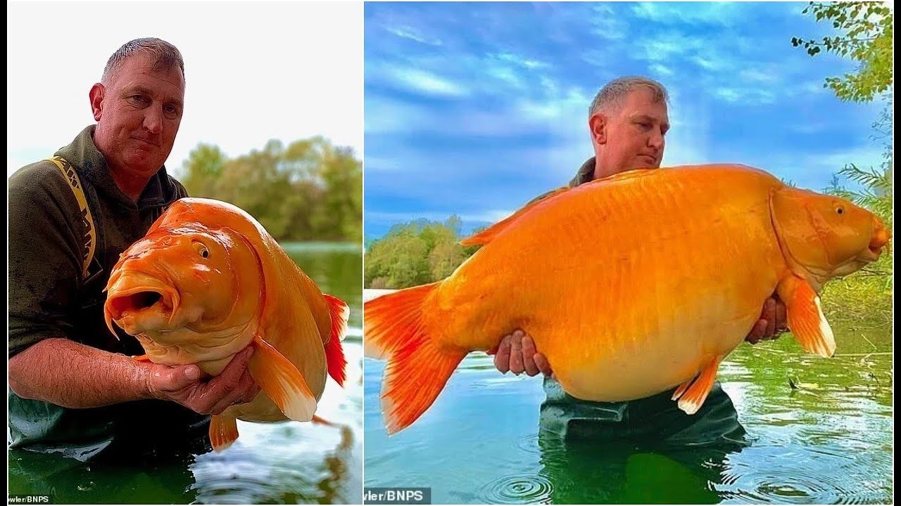 Capturan al pez dorado más grande del mundo - YouTube