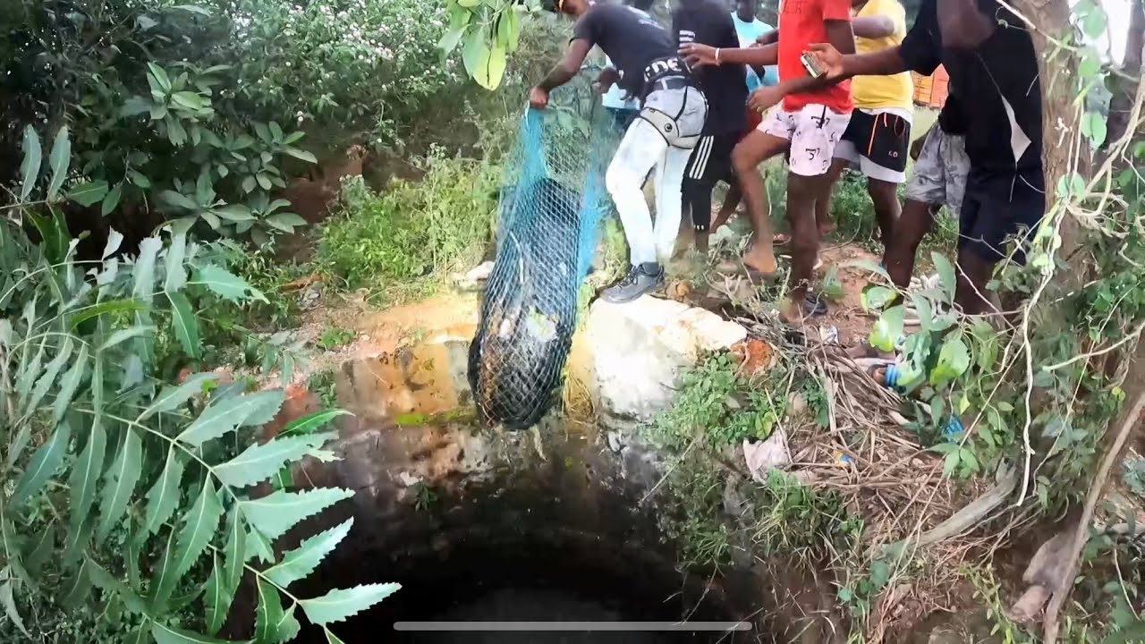 Drowning pig! - YouTube
