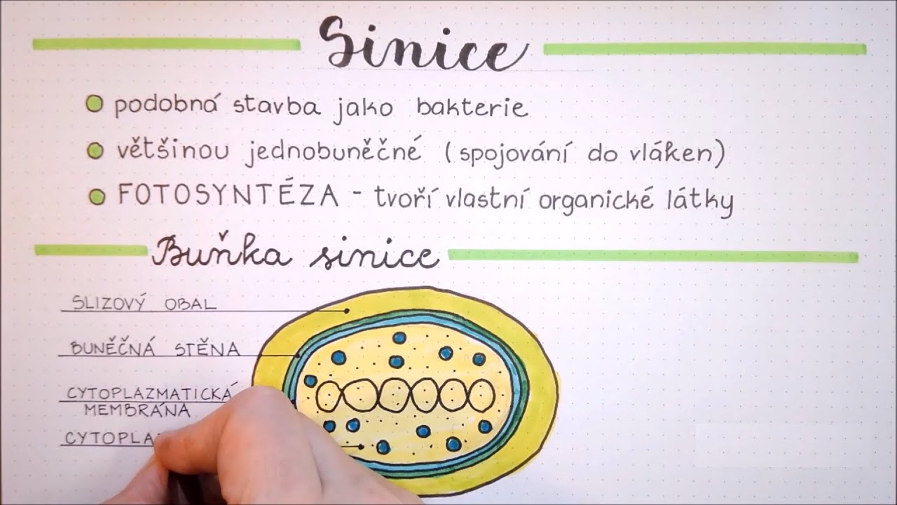 Sinice, Stavba buňky sinice, Vodní květ - YouTube