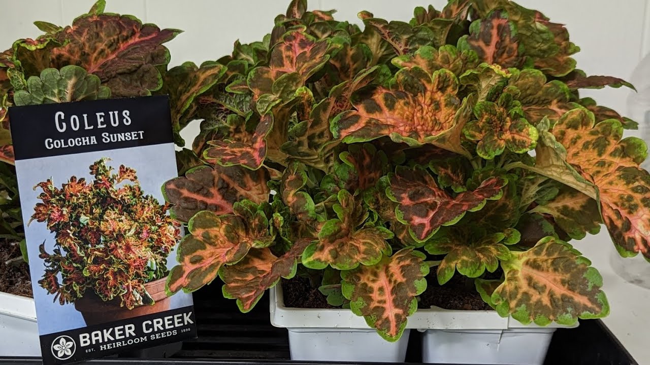 Seedling Spotlight on the Coleus Colocha Sunset! - YouTube