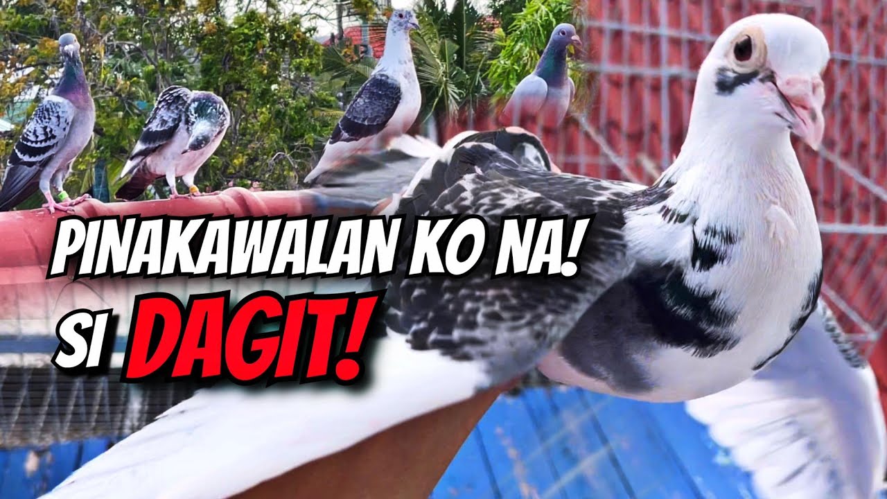 JAIME LIM BIRD NA DAGIT KO BREEDER PALA HINDI PANGKARERA 🤣 - YouTube