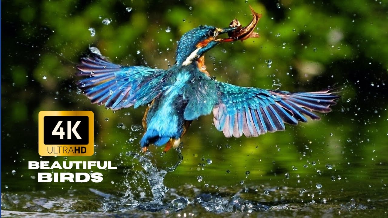 Stunning 4K Ultra HD Bird video | Beautiful Birds in Nature" | 4K ...