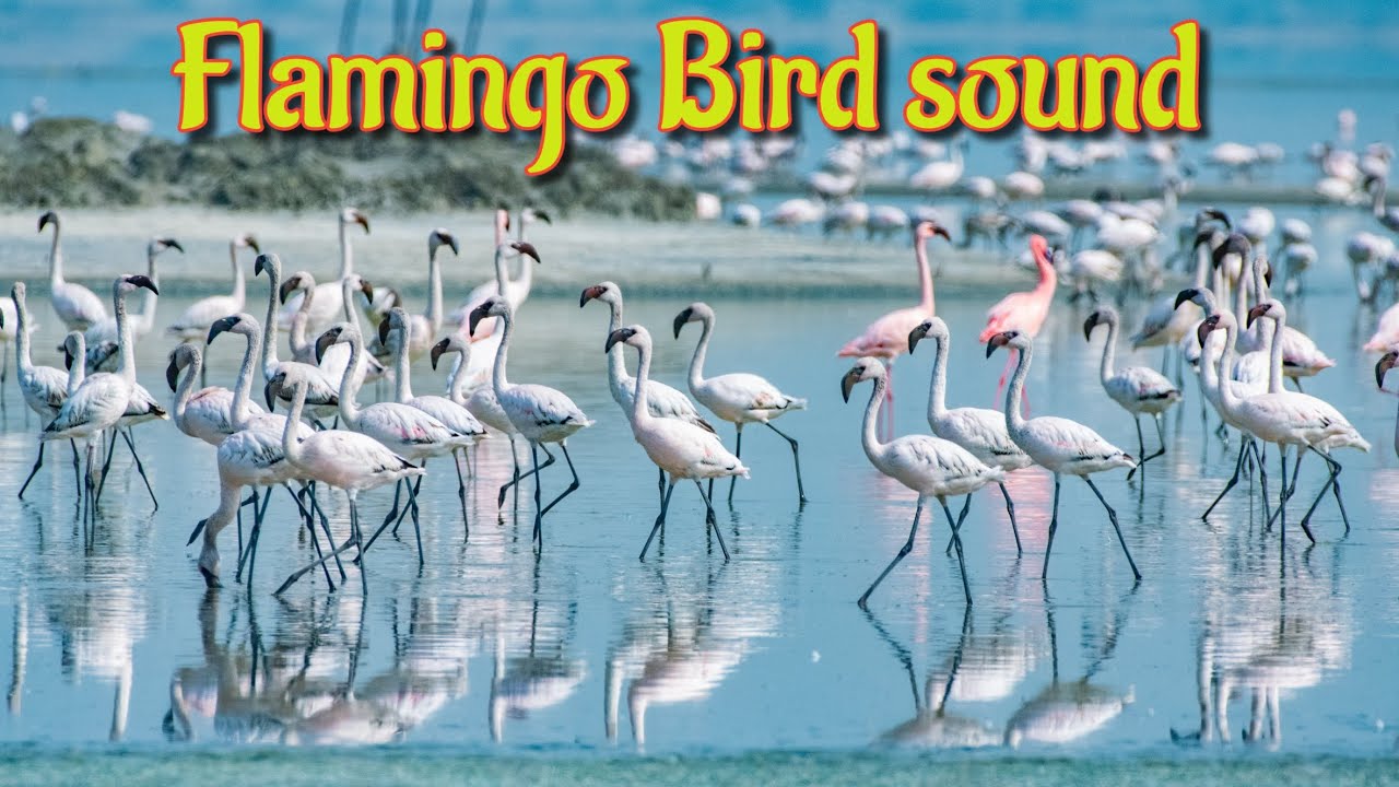 Flamingo Bird sound... Very beautiful Bird #bird - YouTube