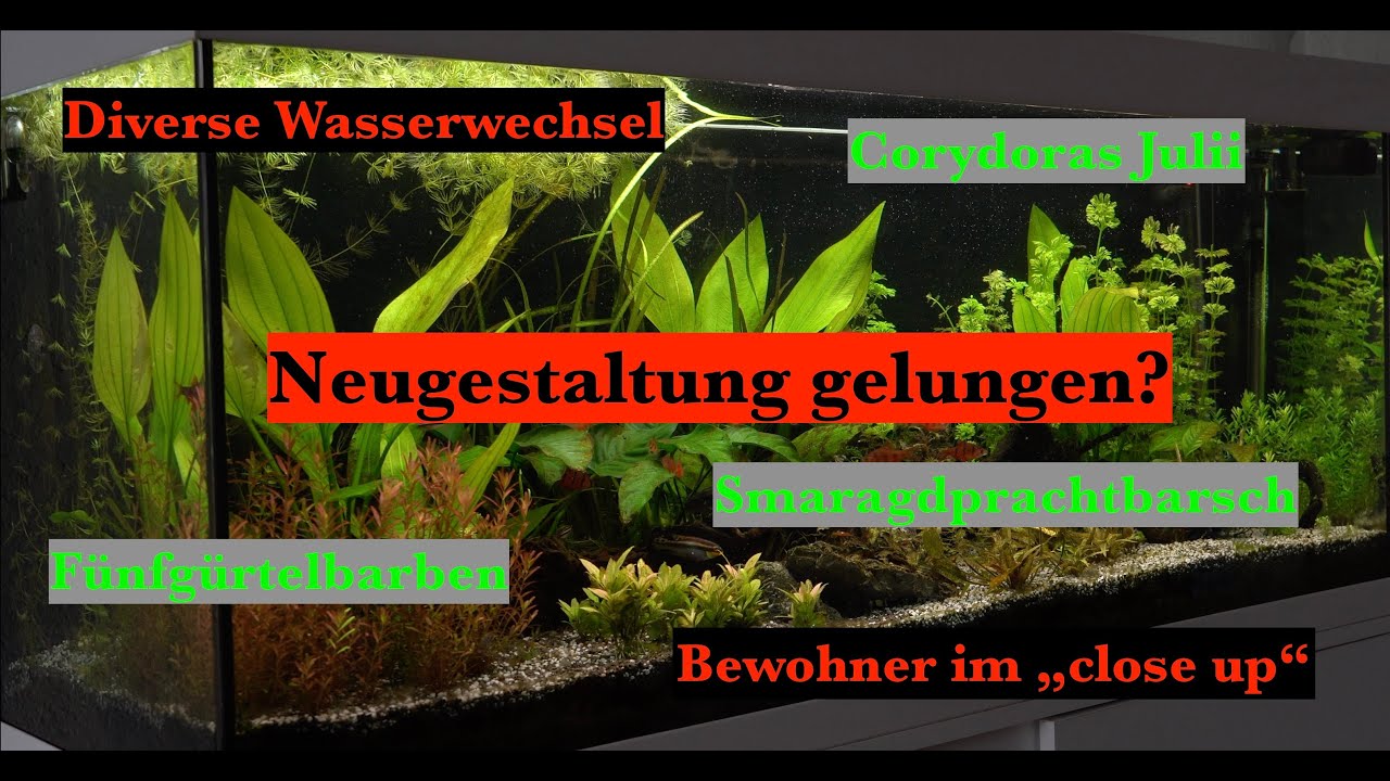 Eheim Vivaline Aquarium 240l -The Fishtank- Corydoras Julii - Smaragdprachtbarsch ...