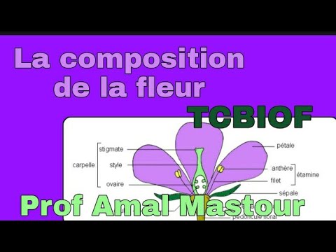 la composition d une fleur - YouTube