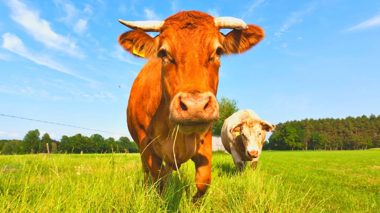 Cows Video, Cow Running Cute - YouTube