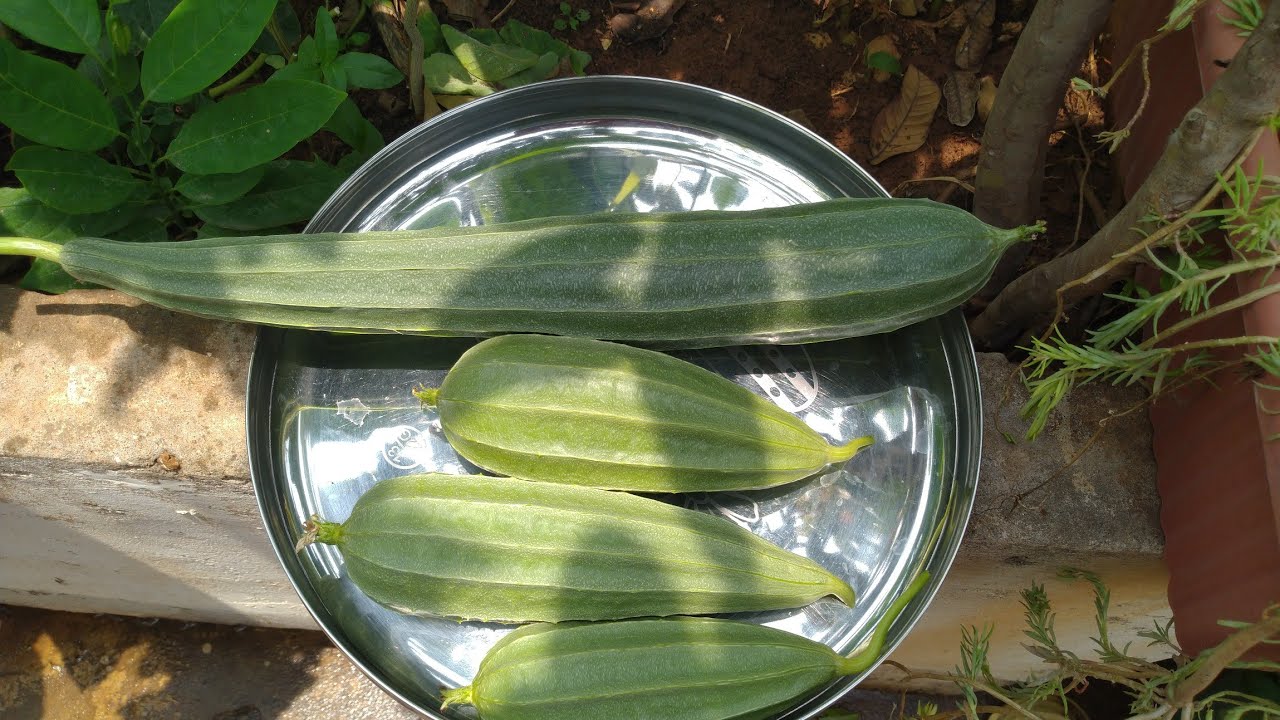 Organic ridge gourds harvest - YouTube