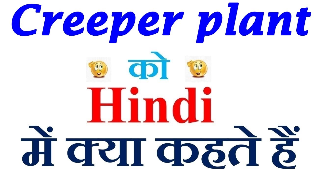 Creeper plant meaning in hindi | Creeper plant ka matlab kya hota hai ...