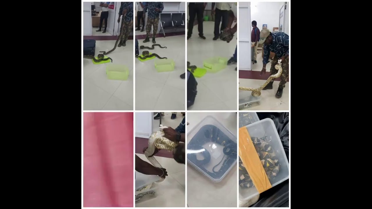 Snakes on a plane: Indian customs officers seize 22 snakes from woman's ...