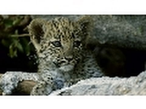Newborn Leopard Cub | Best of Wild - YouTube