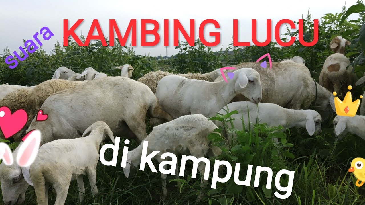 Suara kambing lucu, funny goat sounds animal goat sound - YouTube