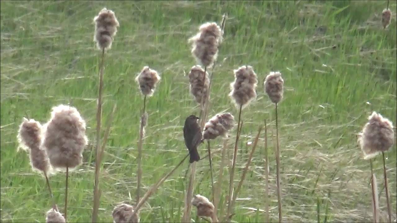 Birds And The Cattails - YouTube