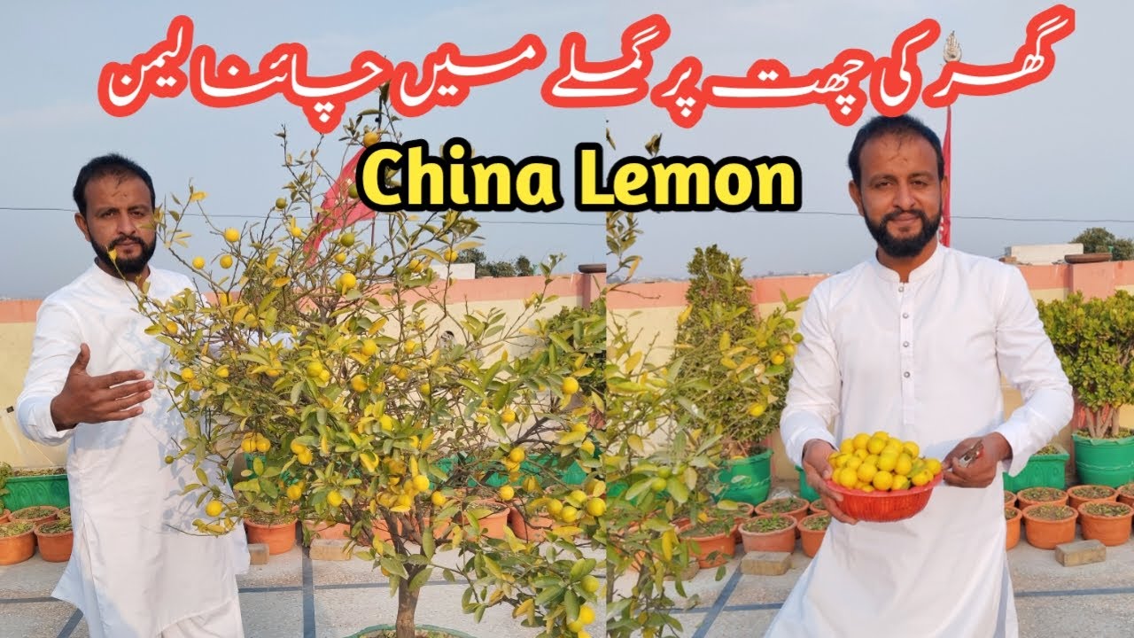 How to Grow China Lemon in Pot | Gardening Ideas for Home Plants ...