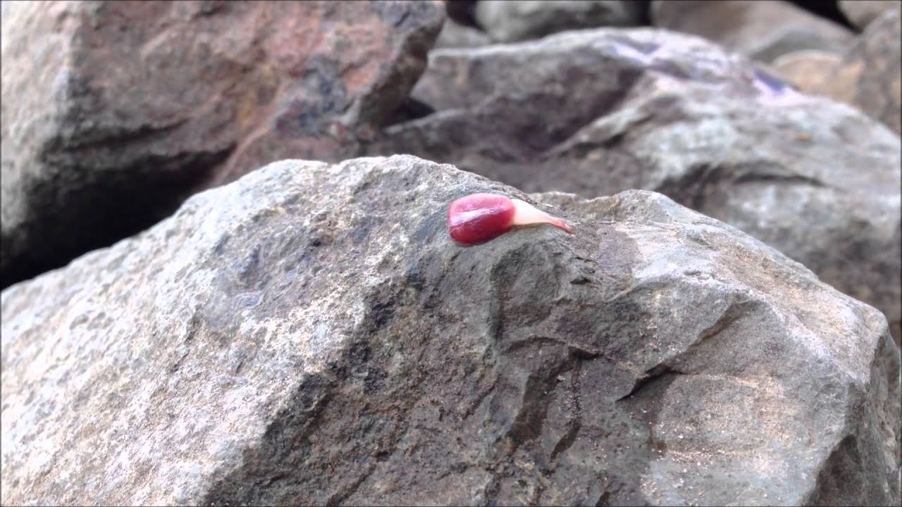 REAL Fish Heart Beat - YouTube