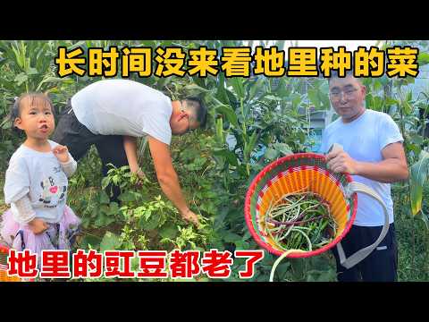农村菜地的夏日惊喜！随便到地里一摘就是几天的菜，这就是农村自给自足的慢生活