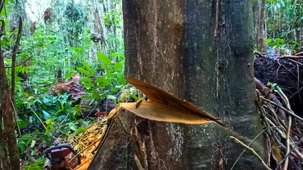 WUJUD ASLI POHON ULIN DI HUTAN RIMBA KALIMANTAN - YouTube