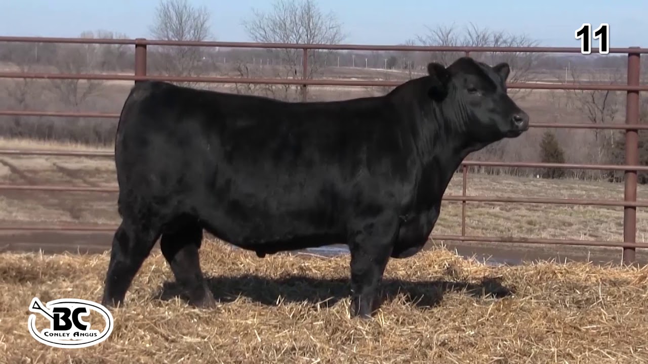 Bill Conley Angus Lot 11 - YouTube