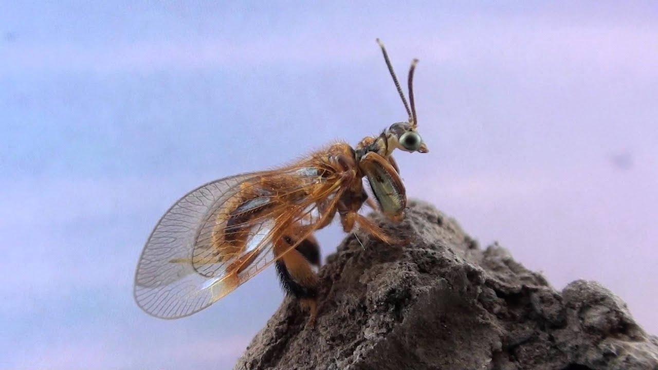 Neotropical mantidfly genus Anchieta (Neuroptera, Mantispidae), a mimic ...