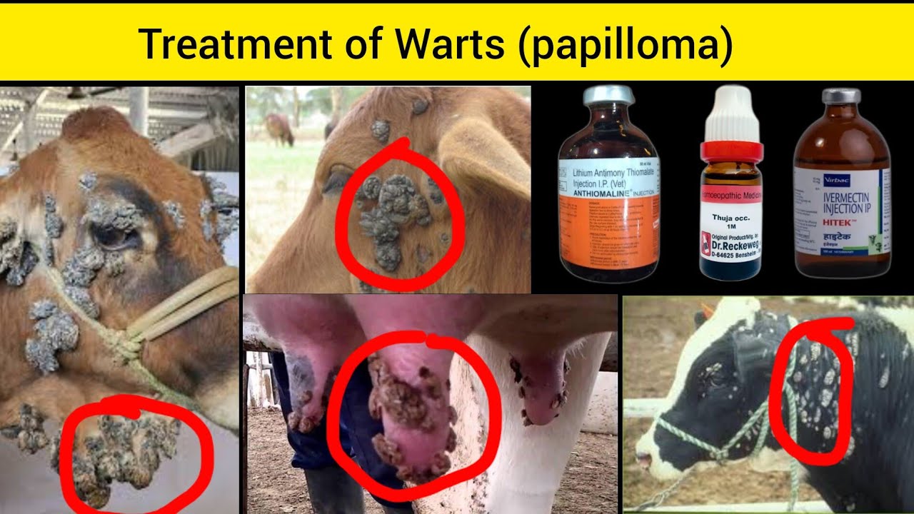 Papilloma in cattle | Bovine papilloma virus | Treatment of papilloma ...