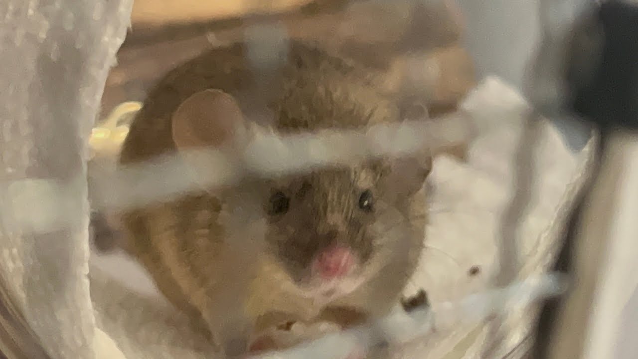 똥먹은 귀염둥이 Coprophagy in mouse - YouTube