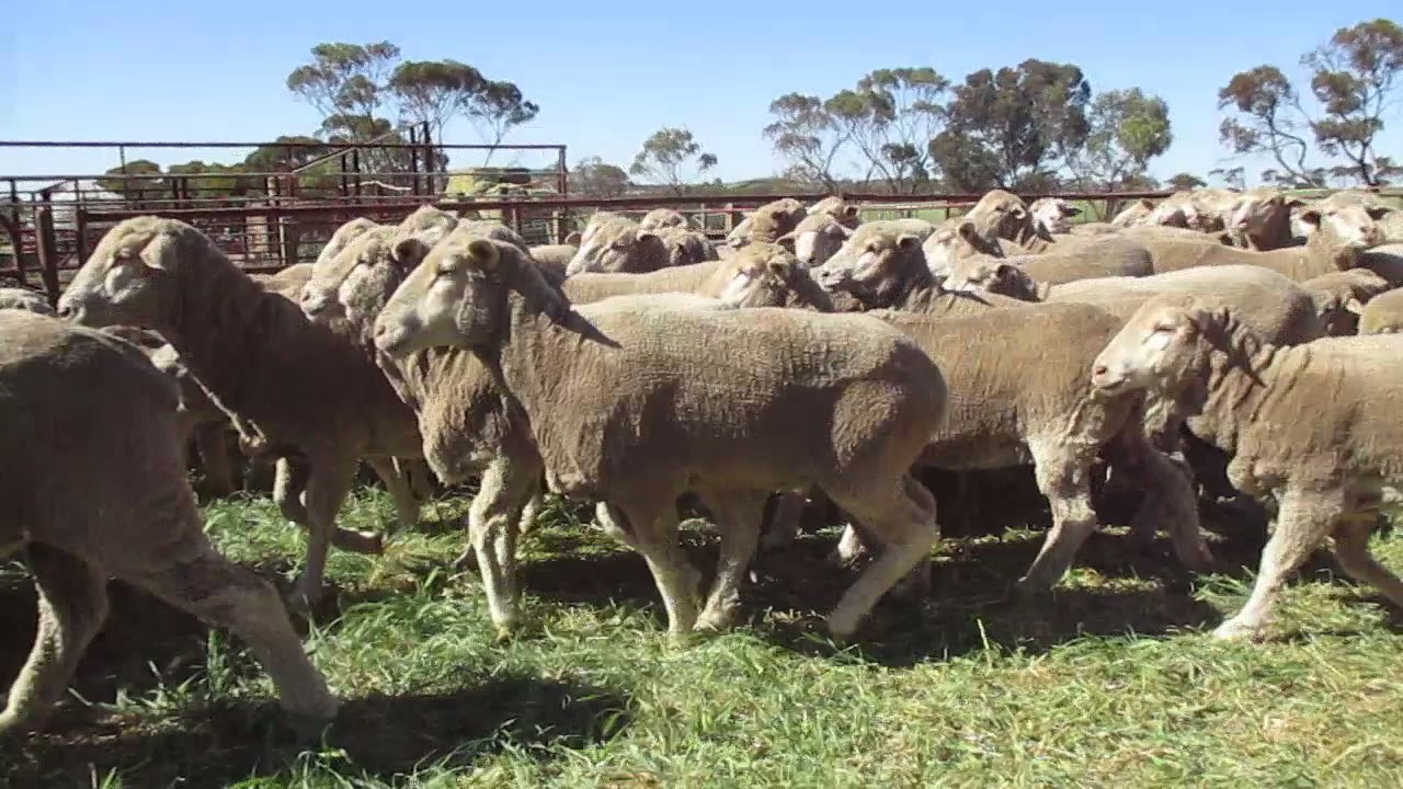 Pinella Farming Hgts - YouTube