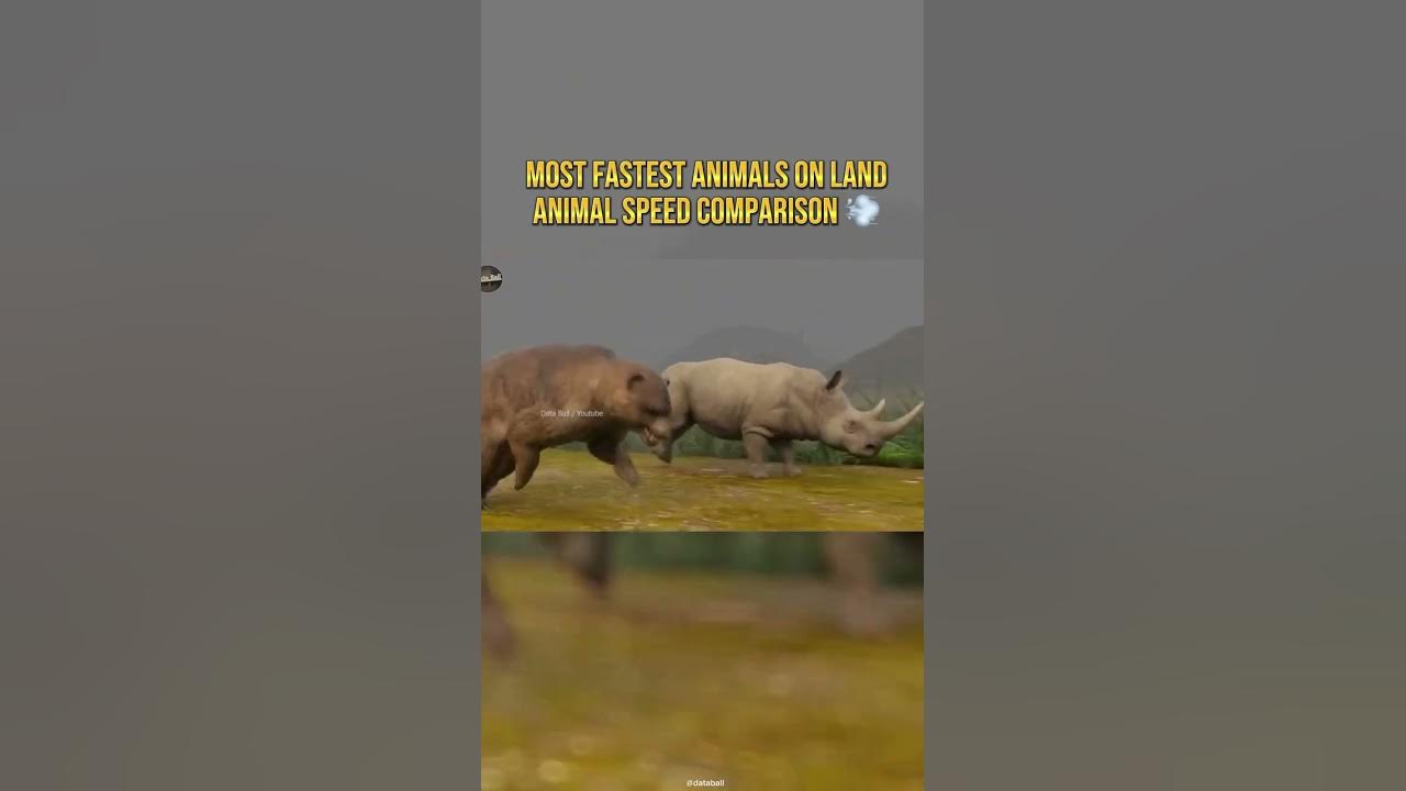Animal Speed Comparison Part 1: Interesting Animal Facts - YouTube