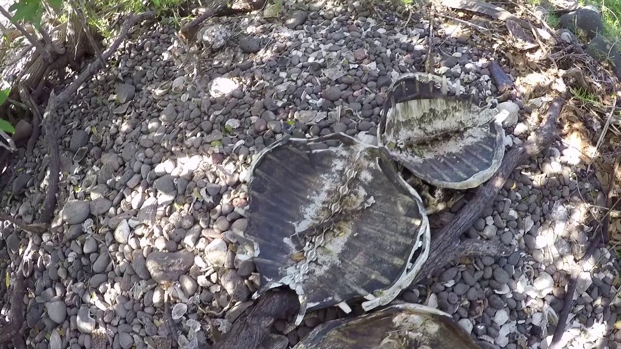 Turtle Poaching - YouTube
