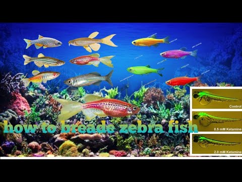 zebra fish breeding #zebrafish #breeding #breeder #brooder #fish #all ...