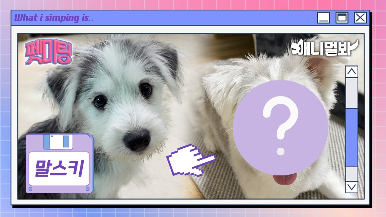 말티즈 x 허스키 = 말스키 🐾 썸넬의 주인공 근황💖 | 펫미팅 EP.09 Maltese X Husky = Malsky 🐾 ...