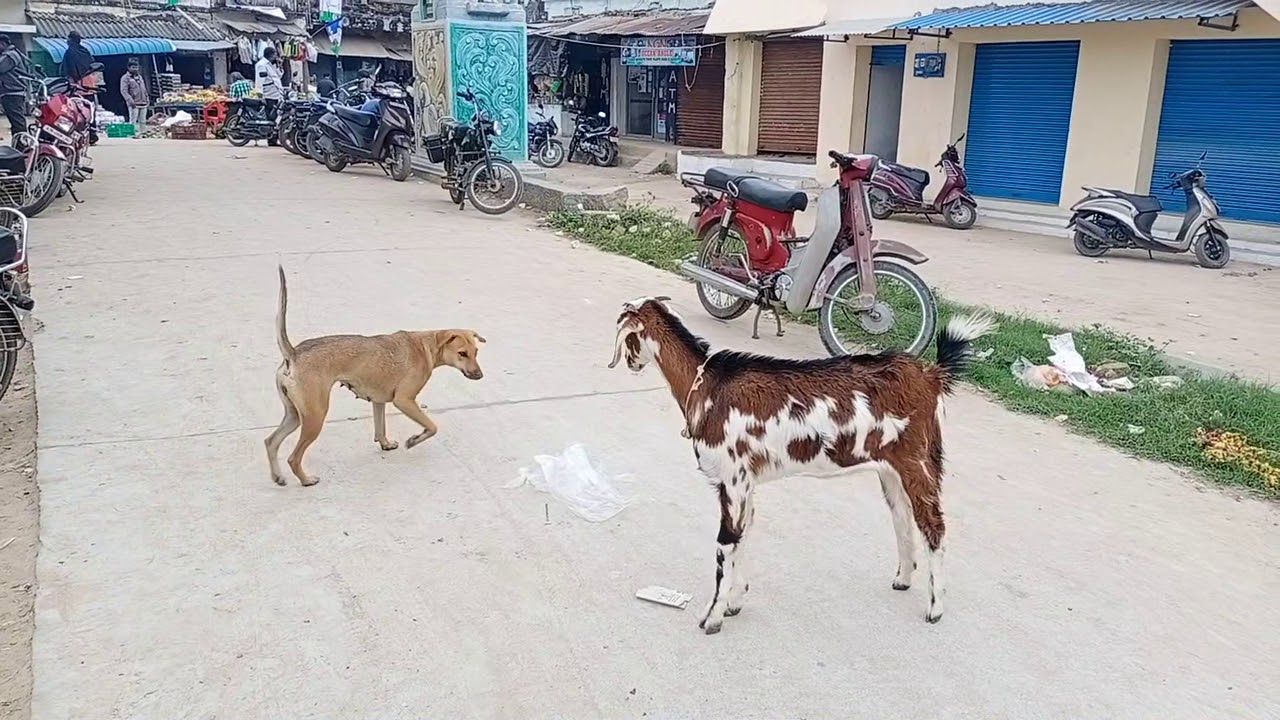 Dog Vs goat - YouTube
