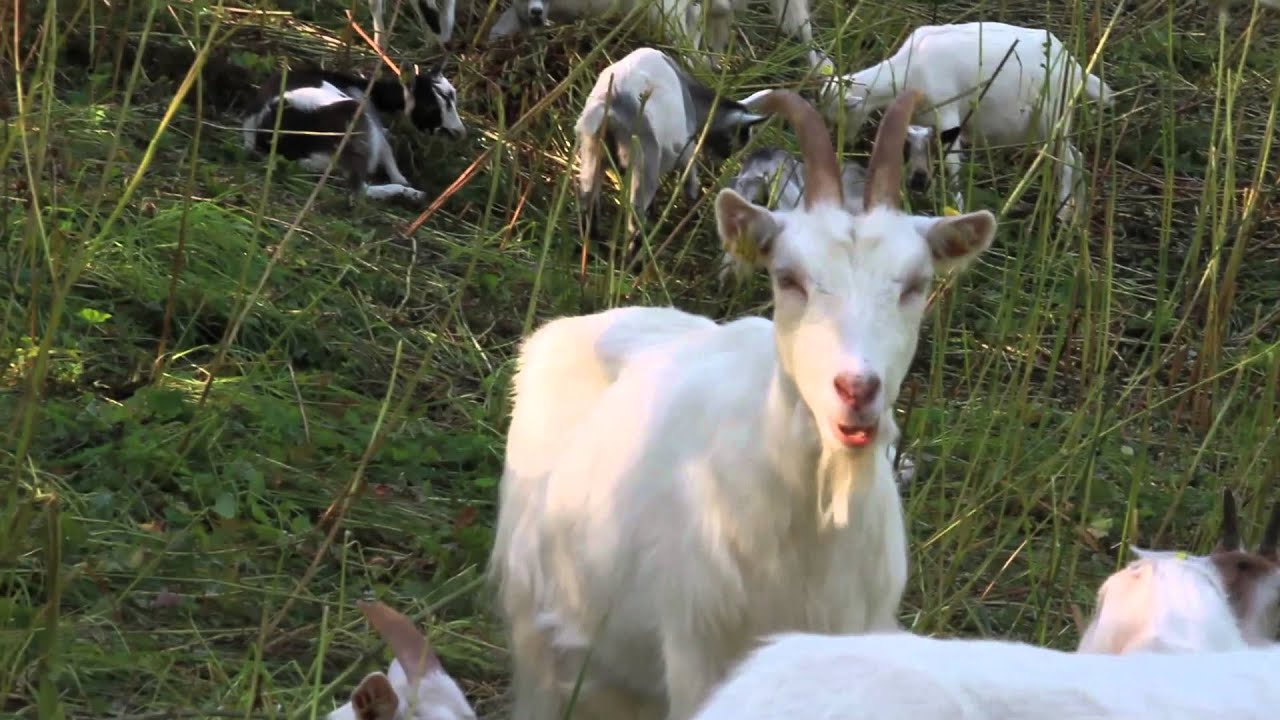 Geirangerfjord Goats - Geiranger, Norway - YouTube