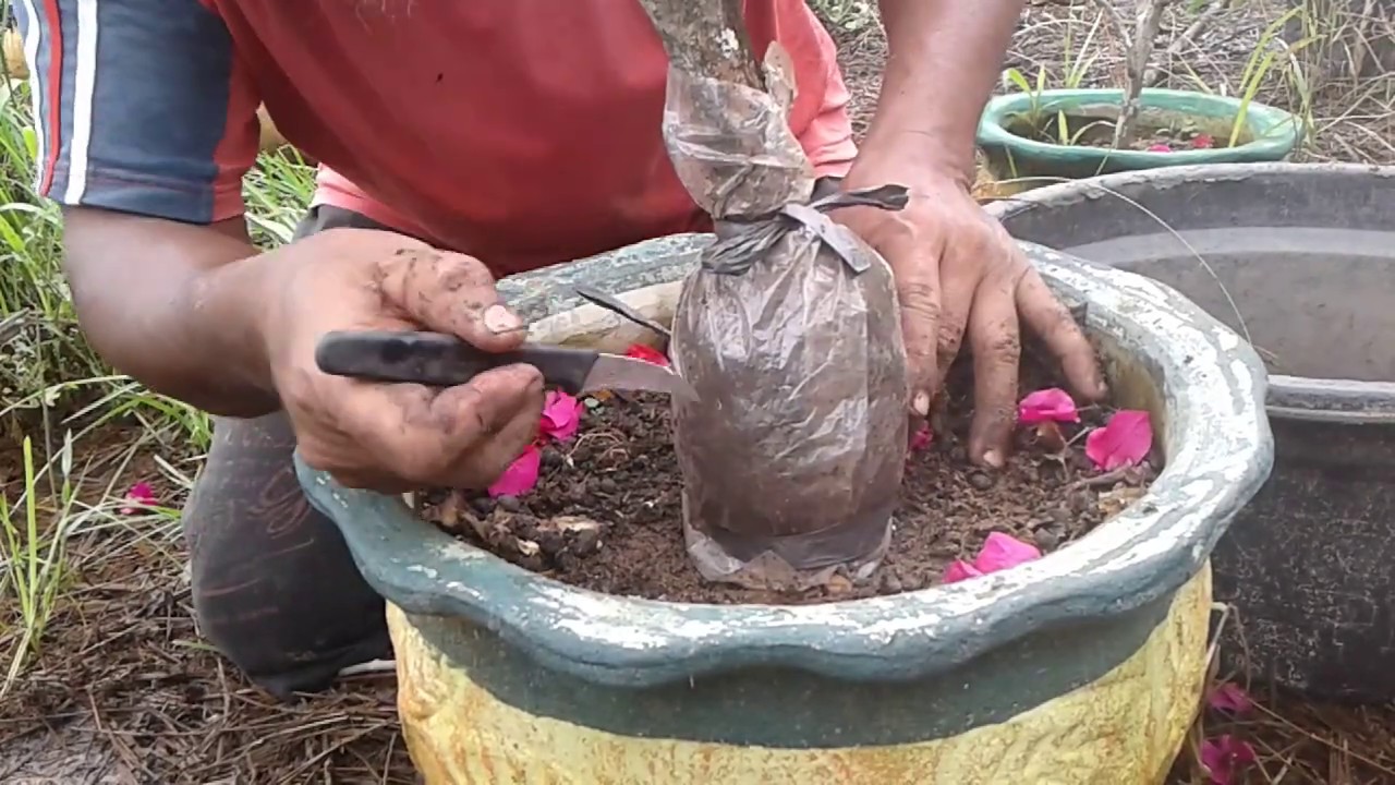 Cara Membuat Akar Bunga Kertas/ Bougenville Jadi Cantik. #palaran # ...