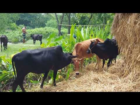 Cow mating time #cow #cow_mating