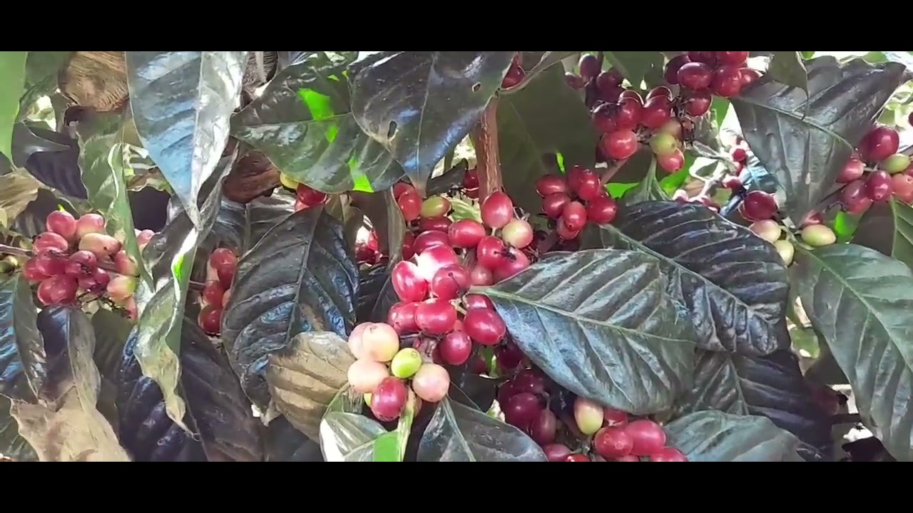 Café Obatá Rojo en Perú 🇵🇪 - YouTube
