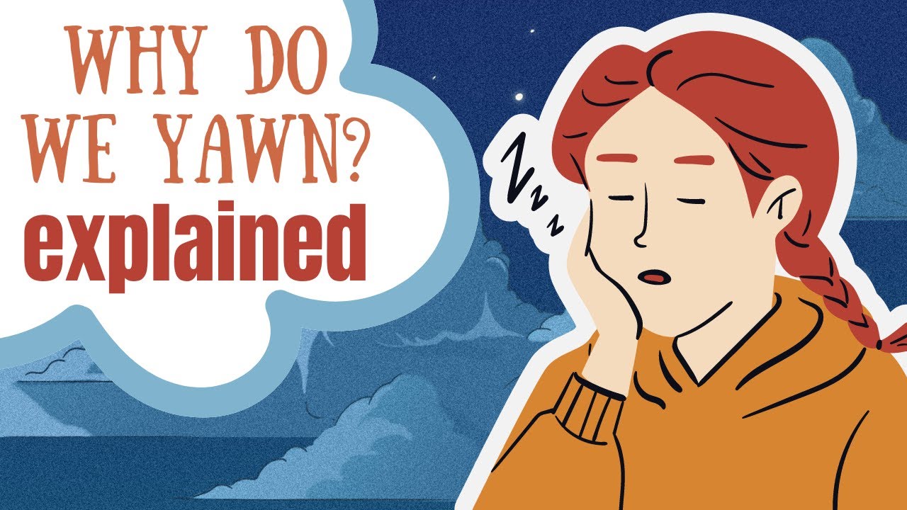 Why do we yawn? | EverythingYouShouldKnowAbout | Animated | Educational ...