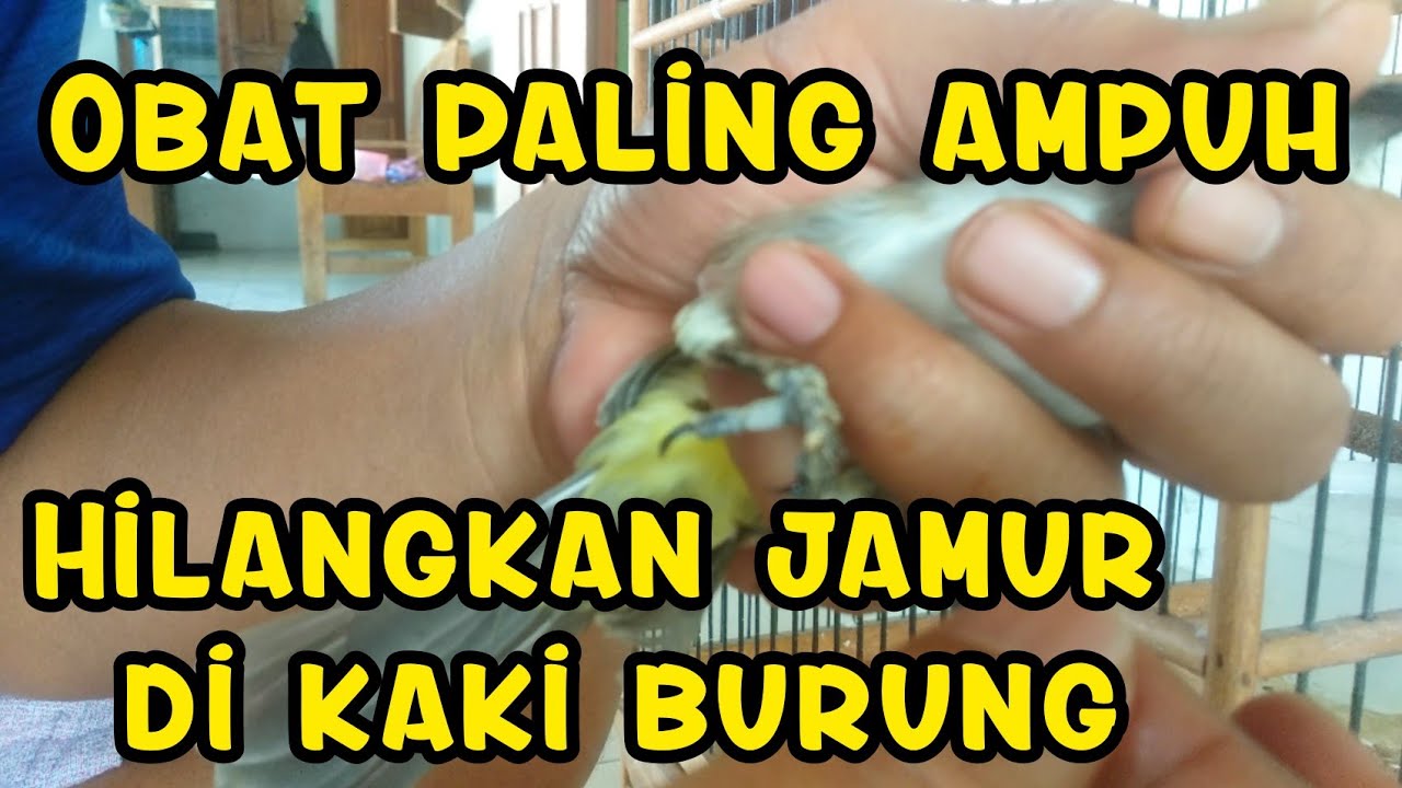 Cara ampuh mengatasi kaki trucukan sering diangkat karena sakit, jamur ...