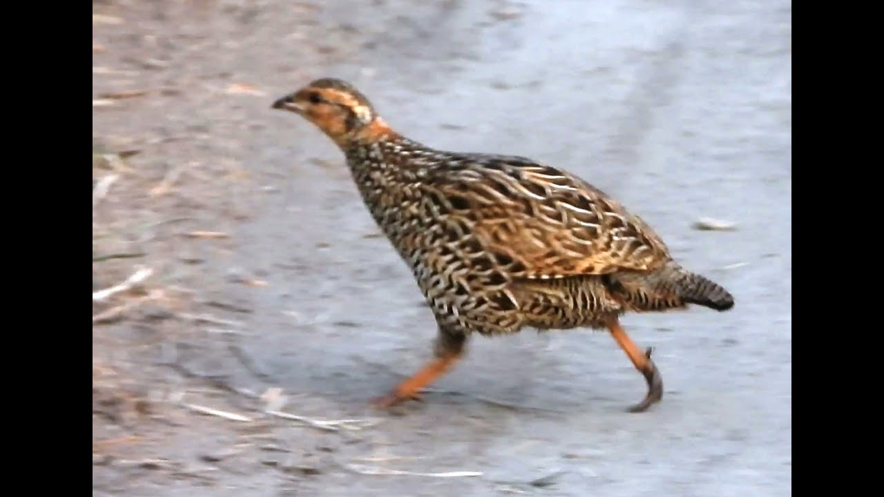 Black Francolin - F | Bird | BIrd Watching | Wildlife | Forest | Jungle ...