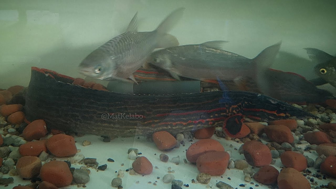 Mastacembelus erythrotaenia @Fire Eel/Tilan Bara (Malaysia) - YouTube
