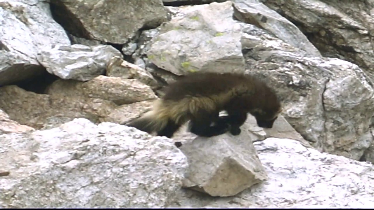 Wolverine Conservation - YouTube