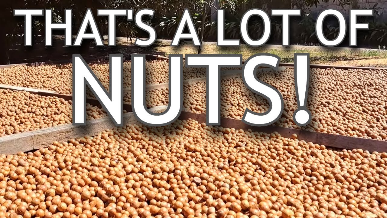 Visiting Valhalla Macadamia Nut Farm in Guatemala - YouTube