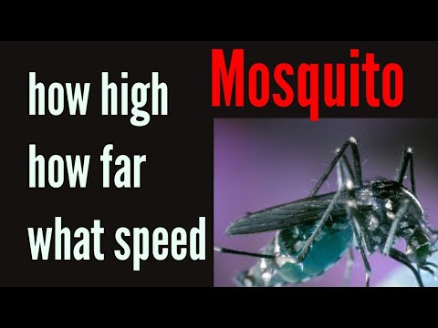 How high, how far and how fast can a Mosquito can fly | Mosquito facts ...