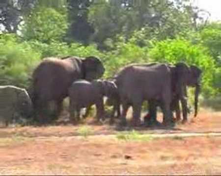 Angry Elephants Trumpeting and Rumbling - YouTube