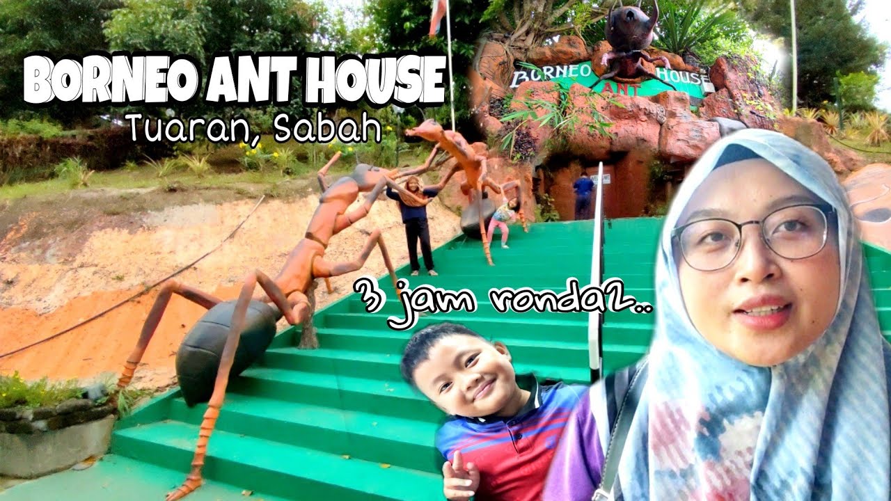 Full tour BORNEO ANT HOUSE (BAH)|Ada beratus semut gergasi sini - YouTube