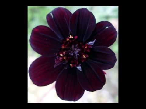 Free As A Fairshee - Anna Sagona - YouTube