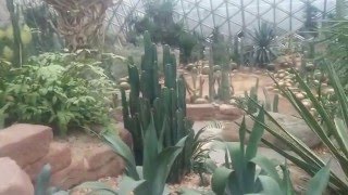 Shanghai Chen Shan Botanical Garden Tropics上海辰山植物园