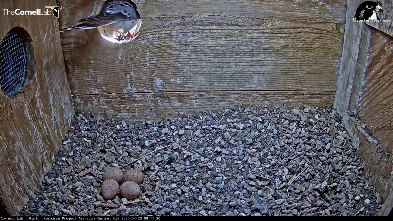 Snake Delivery! Male Kestrel Delivers Breakfast To Nest Box – April 20 ...